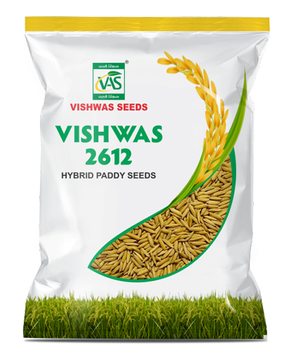 Paddy Archives - Vishwas Agri Seeds